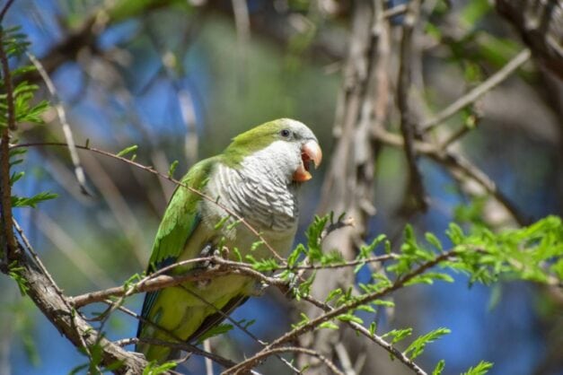 Quaker Parrot: Pictures, Personality, Food & Care Guide | Hepper Pet ...