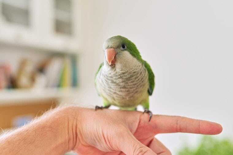 How to Teach a Parrot to Talk: 7 Vet-Reviewed Steps | Hepper Pet Resources