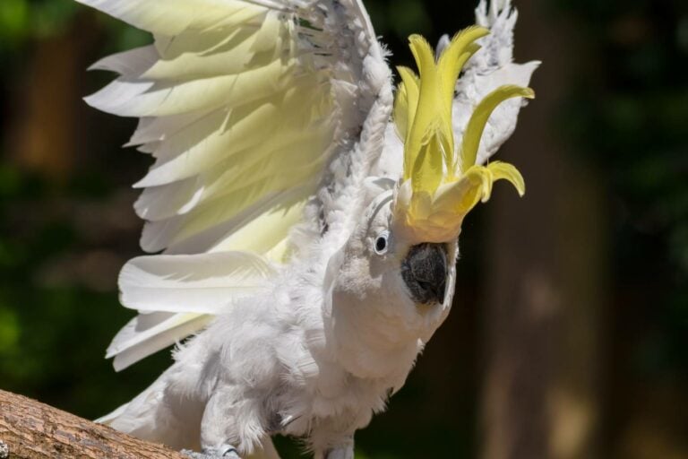 Why Do Parrots Dance? Interesting Facts & Reasons | Hepper Pet Resources