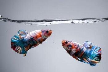 Can You Put Two Betta Fish Together? Vet-Verified Facts & Safety Tips ...