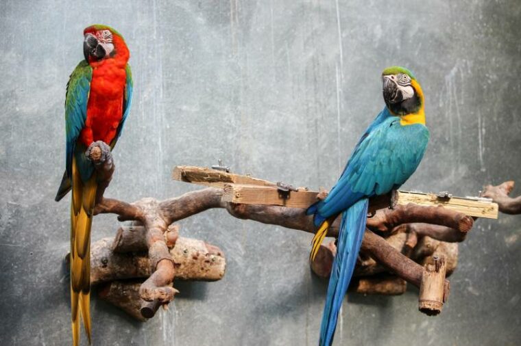How to Breed Parrots: 6 Vet-Approved Tips | Hepper Pet Resources