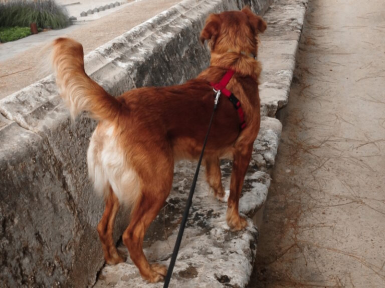 26 Spanish Dog Breeds: Info, Pictures & History of Pups From Spain ...