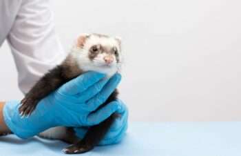 8 Types of Ferret Colors (With Info & Pictures) | Hepper Pet Resources