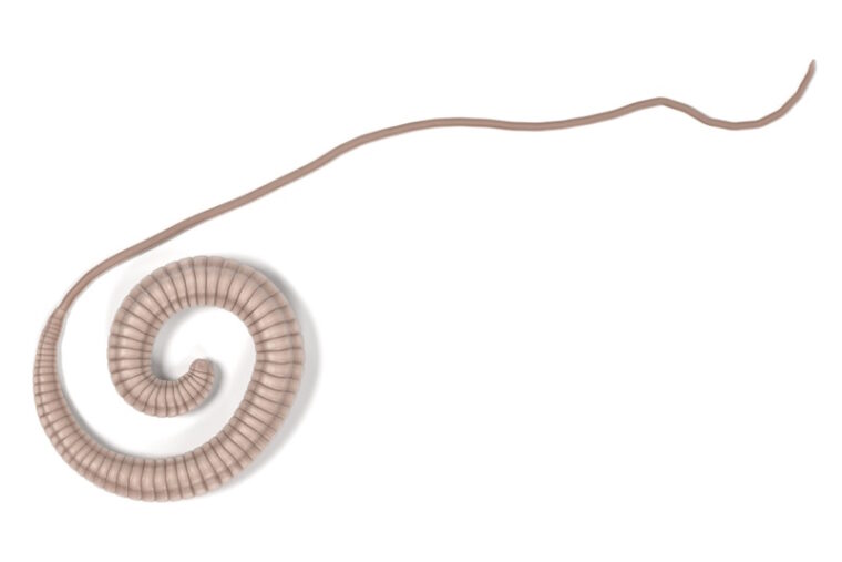 Whipworms in Dogs: Our Vet Explains Causes, Signs & Treatments | Hepper ...