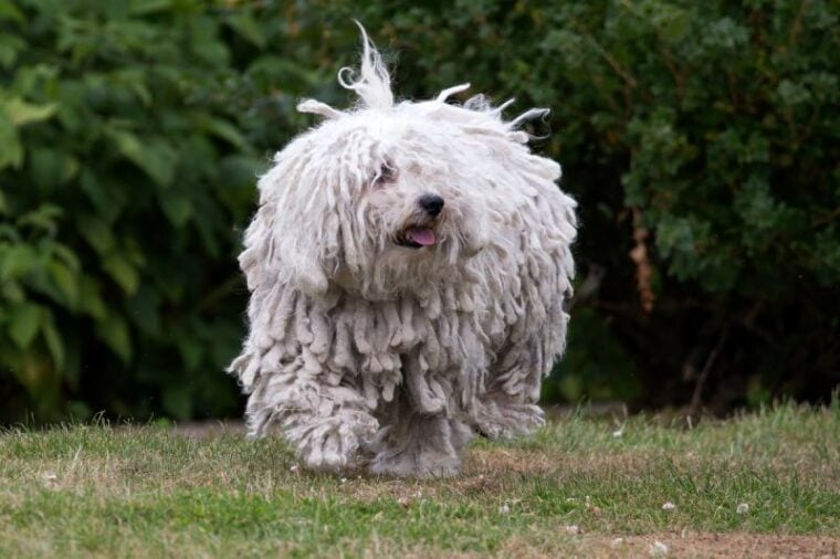 14 Small White Dog Breeds (With Info & Pictures) | Hepper Pet Resources
