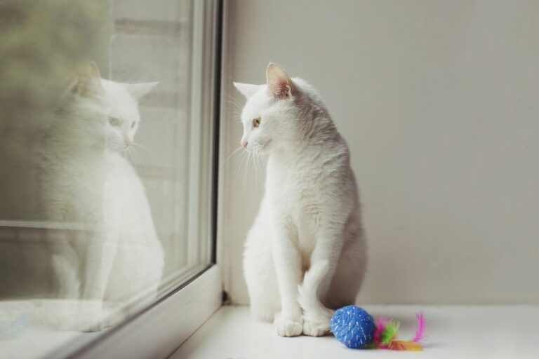 How To Treat a Cat Scratch: 8 Vet Approved Tips | Hepper Pet Resources