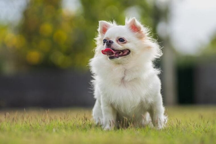15 Dog Breeds That Don’t Drool Much: Info, Pictures, History & Facts ...