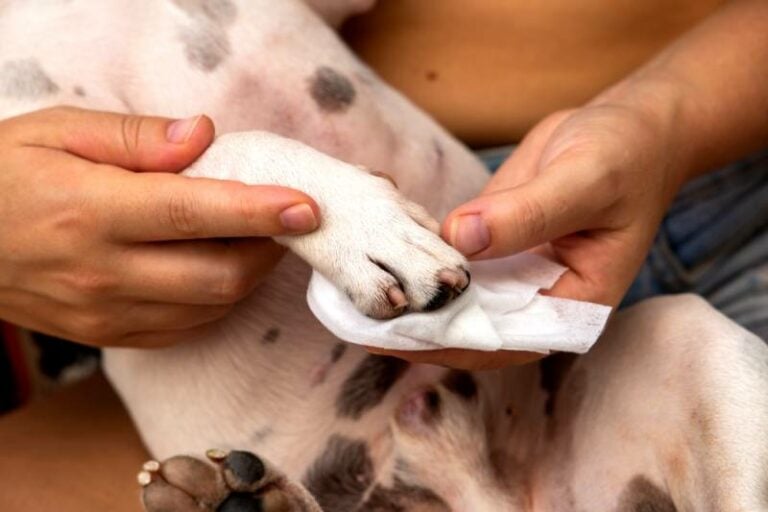 How to Get Tree Sap Out of Dog Hair: 8 Vet-Approved Steps | Hepper Pet ...