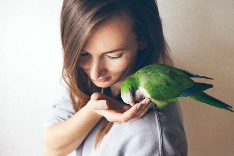 Can You Potty Train a Parrot? 6 Vet-Reviewed Tips & Advice | Hepper Pet ...