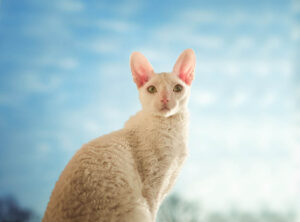 19 Cornish Rex Colors and Patterns (With Info & Pictures) | Hepper Pet ...