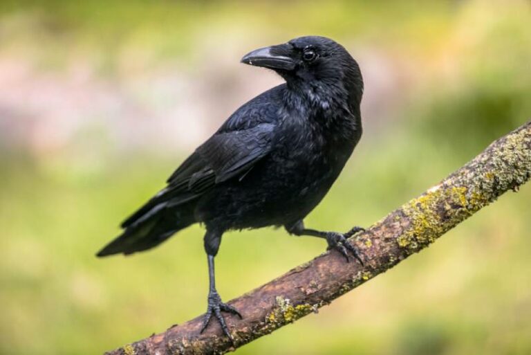 Are Crows Smarter Than Parrots? Bird Intelligence Explained | Hepper ...
