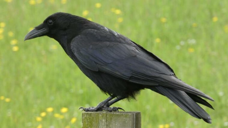 Are Crows Smarter Than Parrots? Bird Intelligence Explained | Hepper ...