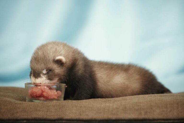 20 Fun Ferret Facts You Probably Didn't Know | Hepper Pet Resources