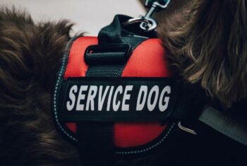 Are Service Dogs Allowed in Restaurants? 2025 Guide | Hepper Pet Resources