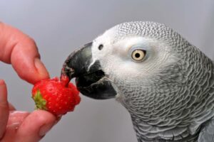 How Much Does a Talking Parrot Cost? 2025 Price Guide | Hepper Pet Resources
