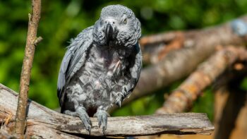 Feather Plucking in Parrots: Signs, Causes & Vet-Reviewed Care Tips ...