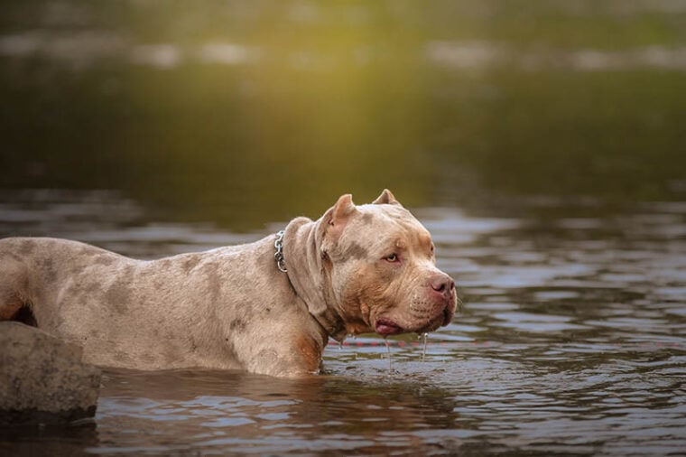 American Bully XL: Facts, Origin & History (With Pictures) | Hepper Pet ...