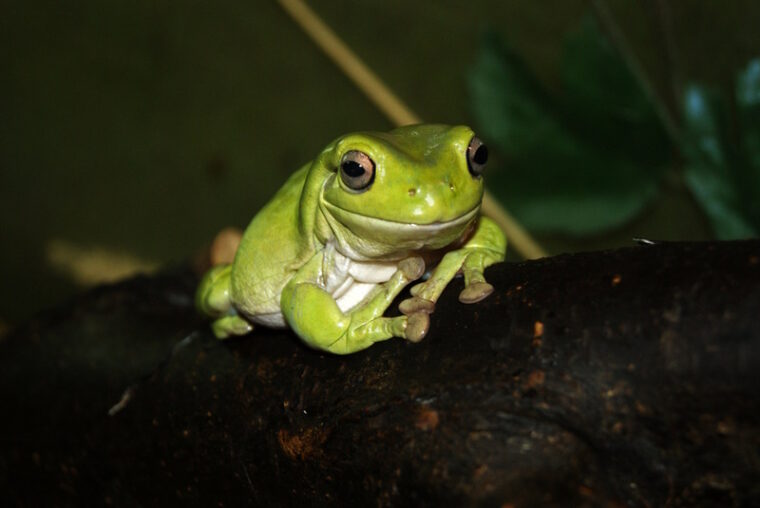 Can Frogs Feel Happy? Vet-Reviewed Facts & FAQ | Hepper Pet Resources
