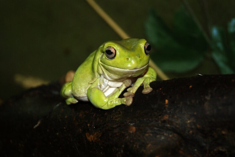 Can Frogs Feel Happy? Vet-Reviewed Facts & FAQ | Hepper Pet Resources