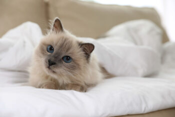 9 Birman Cat Colors (With Info & Pictures) | Hepper Pet Resources