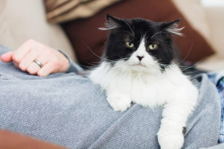Can Cats Have Autism? Our Vet Explains Facts, Signs & Diagnosis ...