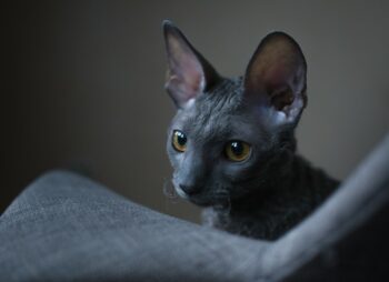 19 Cornish Rex Colors and Patterns (With Info & Pictures) | Hepper Pet ...