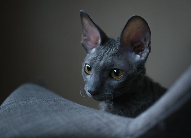 19 Cornish Rex Colors and Patterns (With Info & Pictures) | Hepper Pet ...