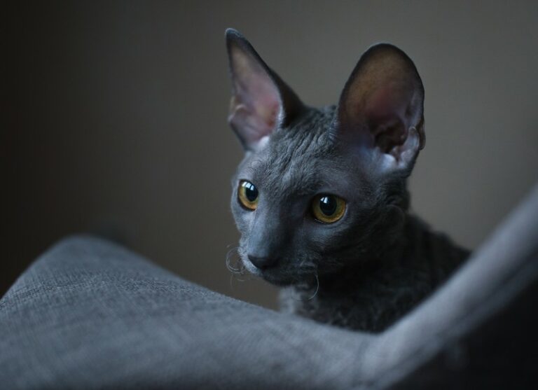 19 Cornish Rex Colors and Patterns (With Info & Pictures) | Hepper Pet ...