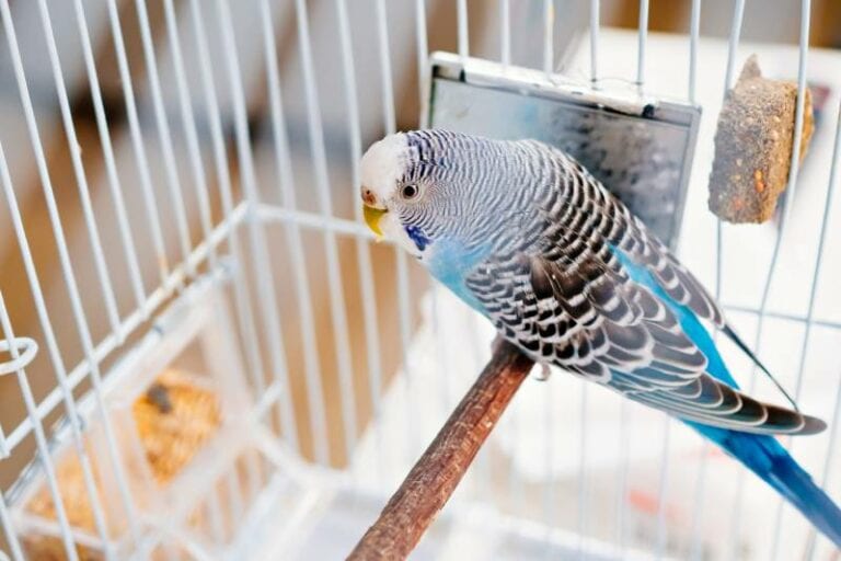 How to Take Care of a Parrot: 12 Vet-Approved Tips | Hepper Pet Resources