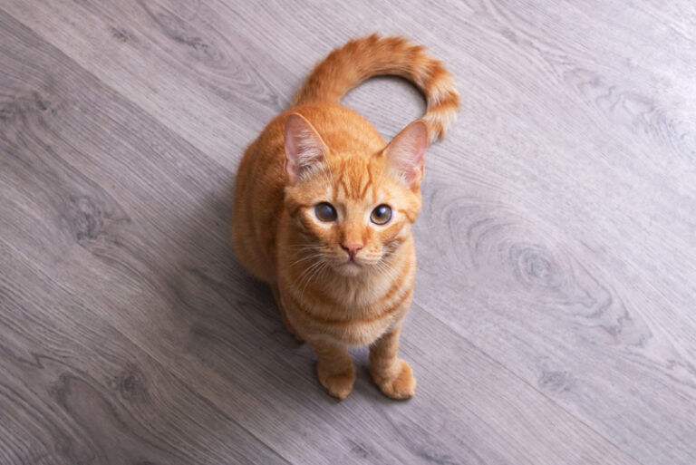 Why Does My Cat Not Meow? 7 Typical Reasons | Hepper Pet Resources