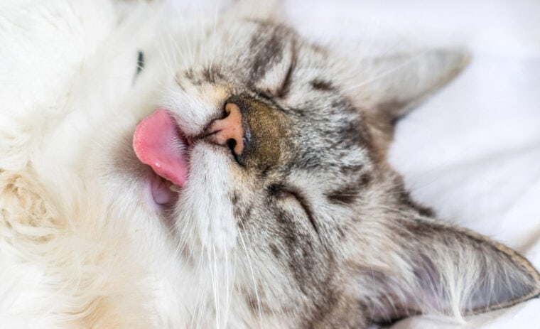 Why Do Cats Have Rough Tongues? Vet-Verified Facts & FAQ | Hepper Pet Resources