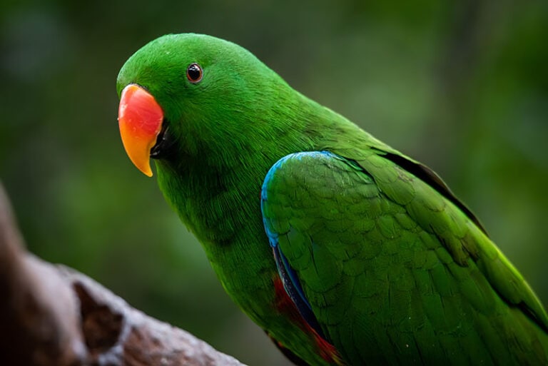 14 Green Parrot Types: Info, Pictures, Facts, and History | Hepper Pet ...