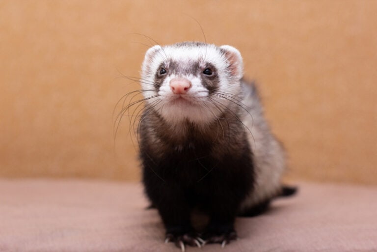 20 Fun Ferret Facts You Probably Didn't Know | Hepper Pet Resources