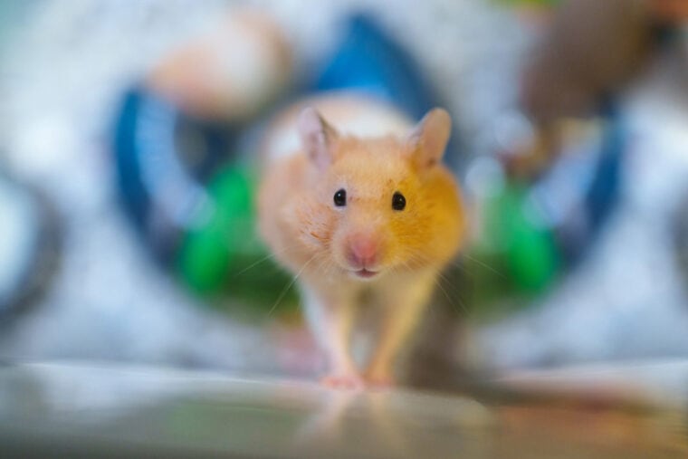 How to Train a Hamster: Basic Commands & Tips | Hepper Pet Resources