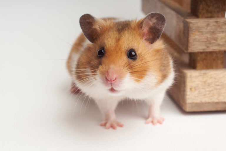 Hamster Eyesight 101: Vet-Verified Vision Facts | Hepper Pet Resources
