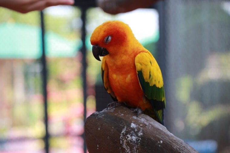 How Does a Parrot Sleep? Bird Routine & Rest Facts | Hepper Pet Resources