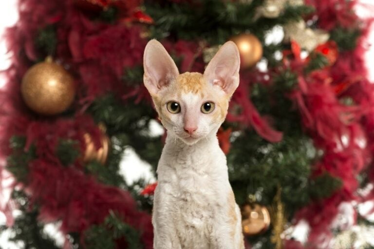 19 Cornish Rex Colors and Patterns (With Info & Pictures) | Hepper Pet ...