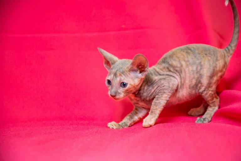 19 Cornish Rex Colors and Patterns (With Info & Pictures) | Hepper Pet ...