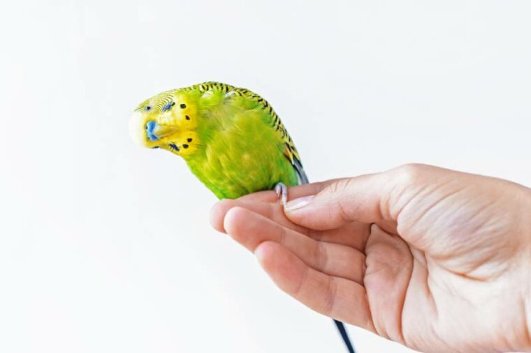 10 Low-Maintenance Pet Birds That Are Easy to Keep (With Pictures ...