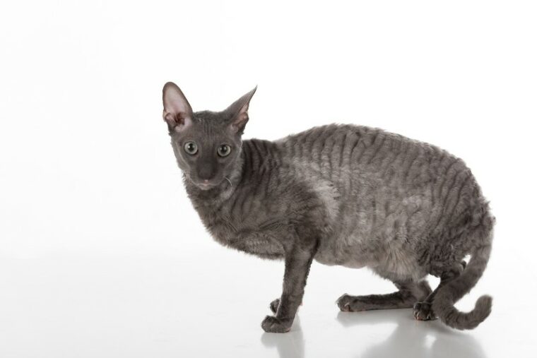 19 Cornish Rex Colors and Patterns (With Info & Pictures) | Hepper Pet ...