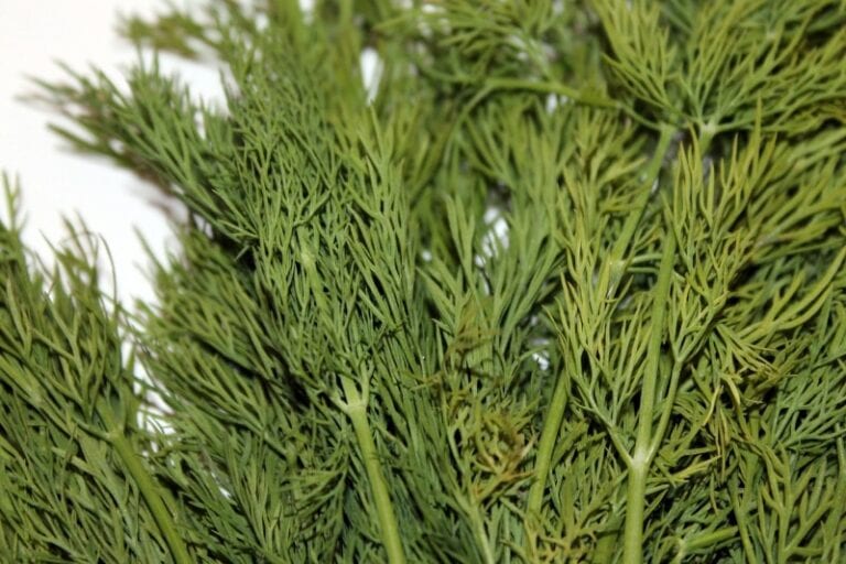 Can Dogs Eat Dill? Vet-Approved Facts & Safety Guide | Hepper Pet Resources