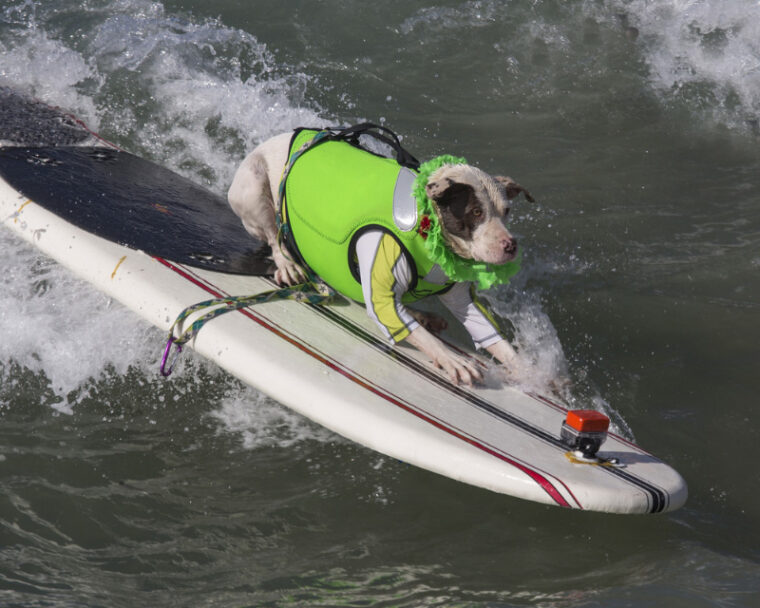 Surfing Dogs: How to Teach Dogs to Surf | Hepper Pet Resources