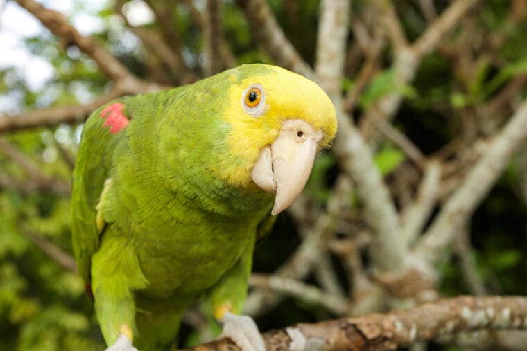 9 Largest Pet Parrot Breeds: Info, Pictures, Facts & History | Hepper ...