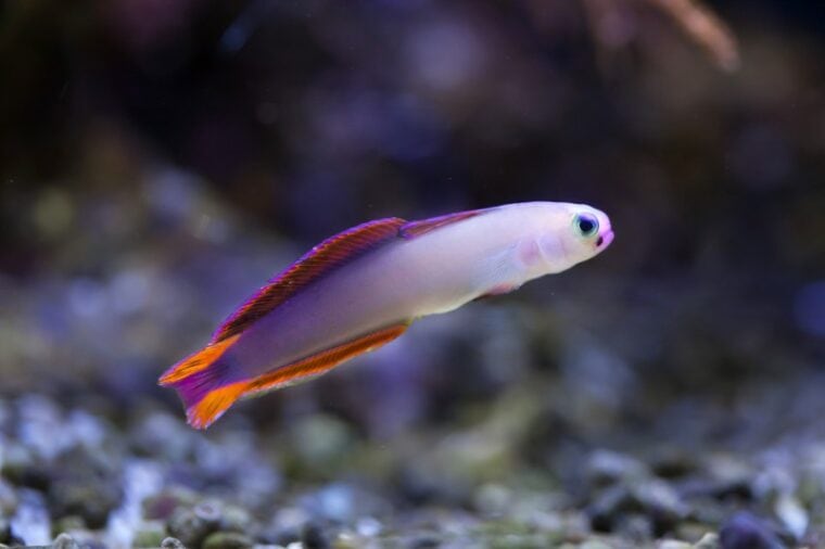 15 Best Fish for a 20-Gallon Tank: Type & Quantity Explained (Vet ...