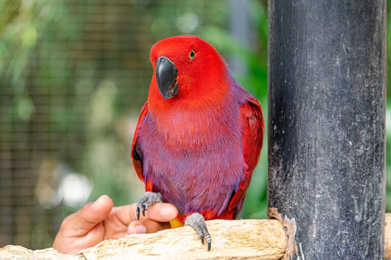 What Is a Group of Parrots Called? Facts & FAQ | Hepper Pet Resources