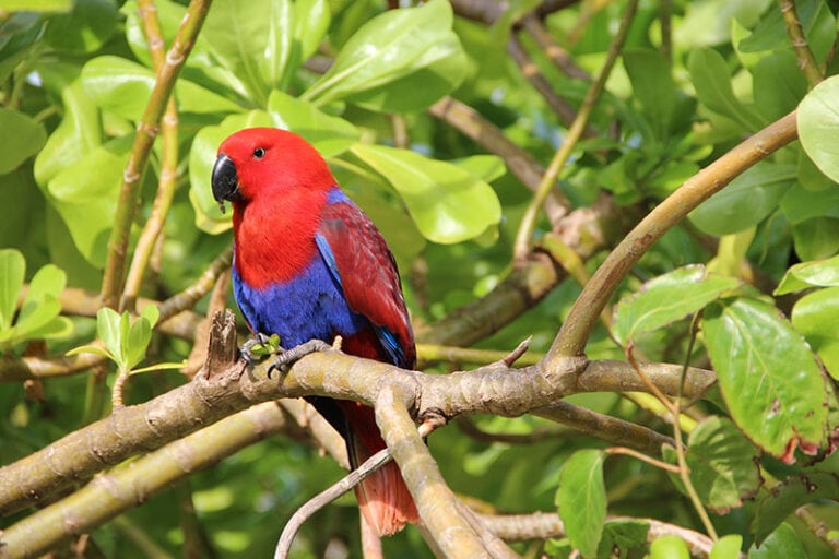 Why Are Parrots So Colorful? 3 Main Reasons & FAQ | Hepper Pet Resources
