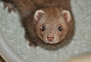 20 Fun Ferret Facts You Probably Didn't Know | Hepper Pet Resources