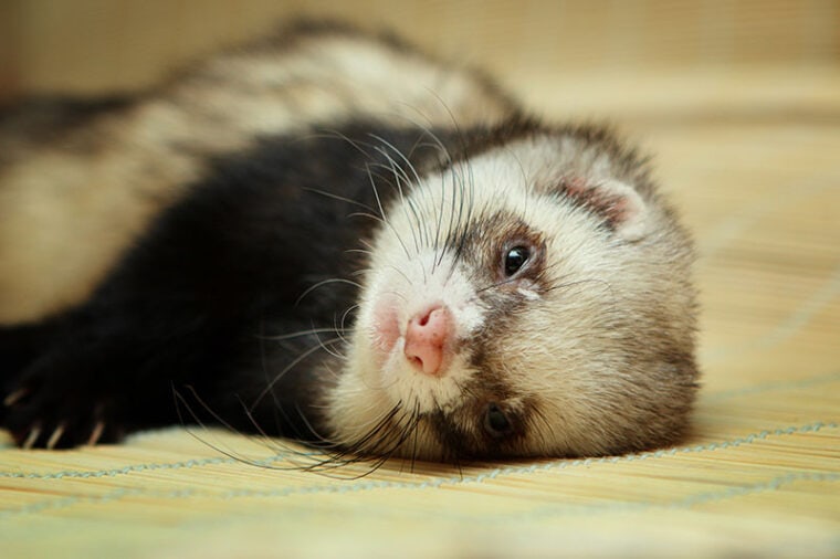6 Common Ferret Health Problems to Watch For (Vet Answer) | Hepper Pet ...