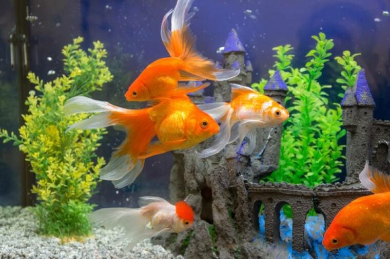 How to Take Care of Goldfish: Vet Approved Beginner’s Guide | Hepper ...