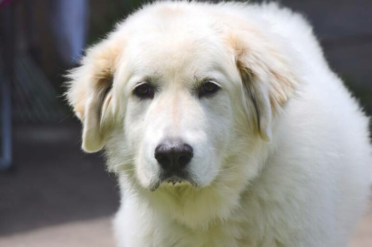How Long do Great Pyrenees Live? Vet Reviewed Average Lifespan, Data ...